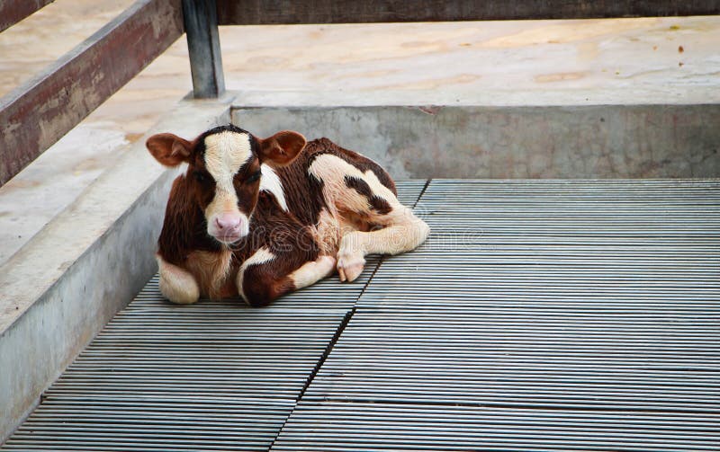 A caw in stable stock image. Image of stable, laying - 28754997