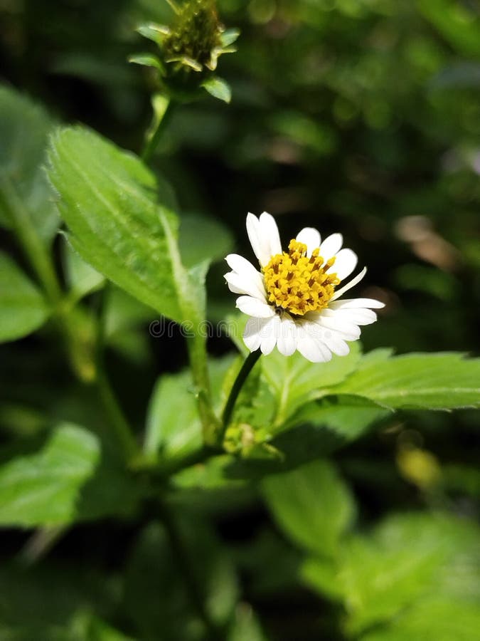 Cawat Stock Photos - Free & Royalty-Free Stock Photos from Dreamstime