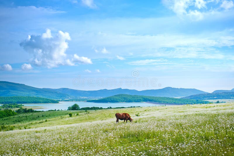 Caws in field stock photo. Image of beautiful, floral - 45054346
