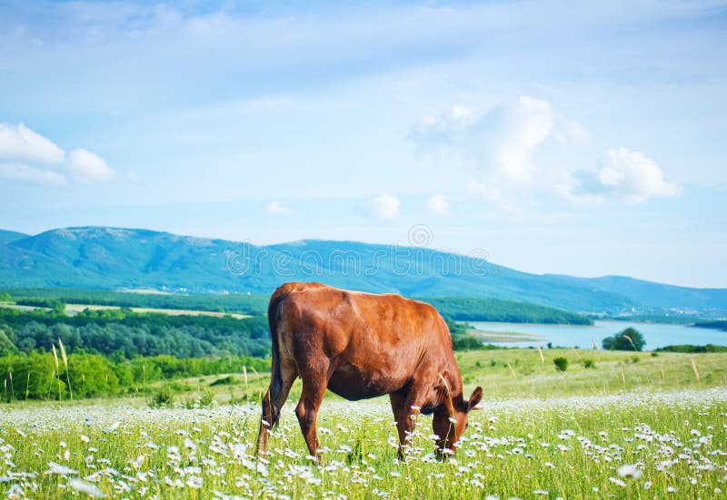 Caws in Row, Breeding on Bio Farm Stock Image - Image of fresh, group ...