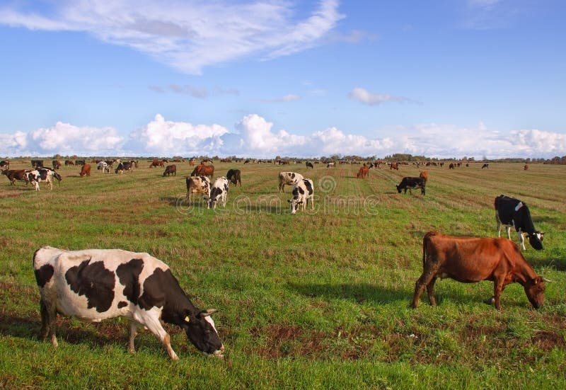 Caws in a meadow. stock image. Image of cattle, agriculture - 67165153