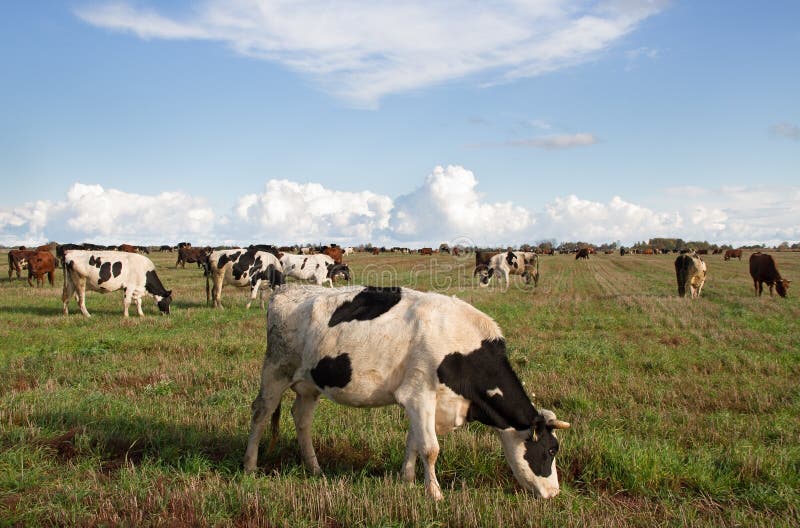 Caws in a meadow. stock photo. Image of animal, green - 67165166
