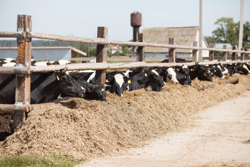 Caws in row, stock image. Image of feeding, farming - 108928579