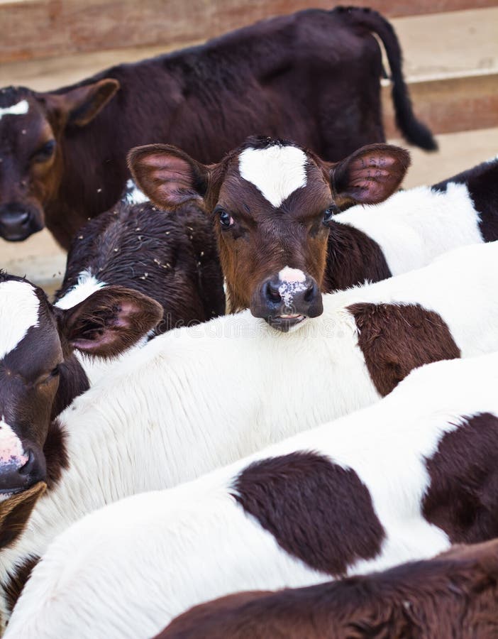 Caws In Row, Breeding On Bio Farm Stock Image - Image of environment ...