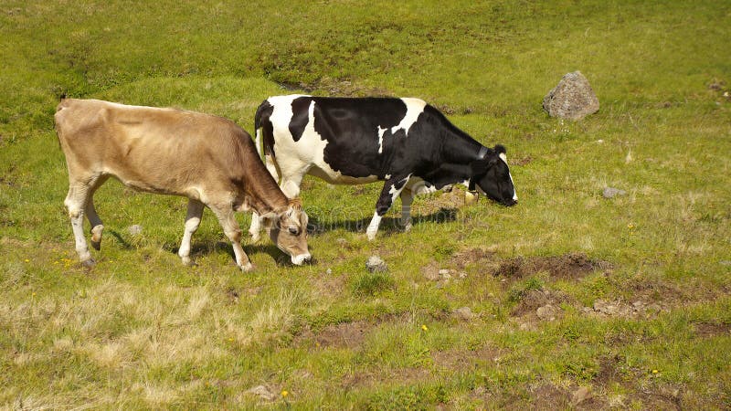 Caws Standing on the Meadow Stock Photo - Image of zoological, milkers ...