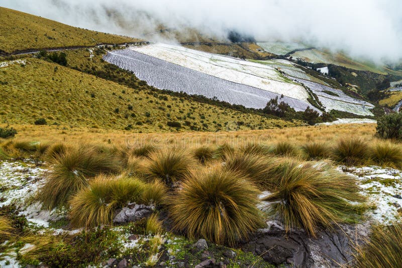 Cayambe-Coca reserve stock image. Image of altiplano - 171475951