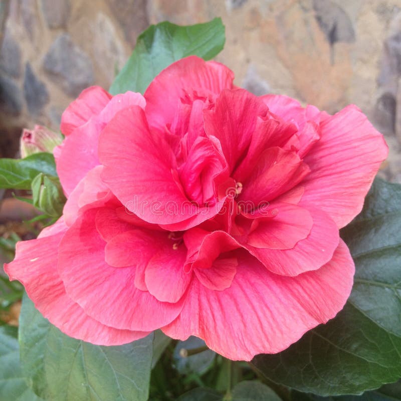 Flower cayena garden plant stock photo. Image of nature - 110894156