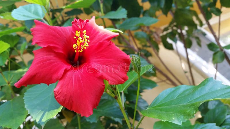 Flower cayena garden plant stock photo. Image of nature - 110894156