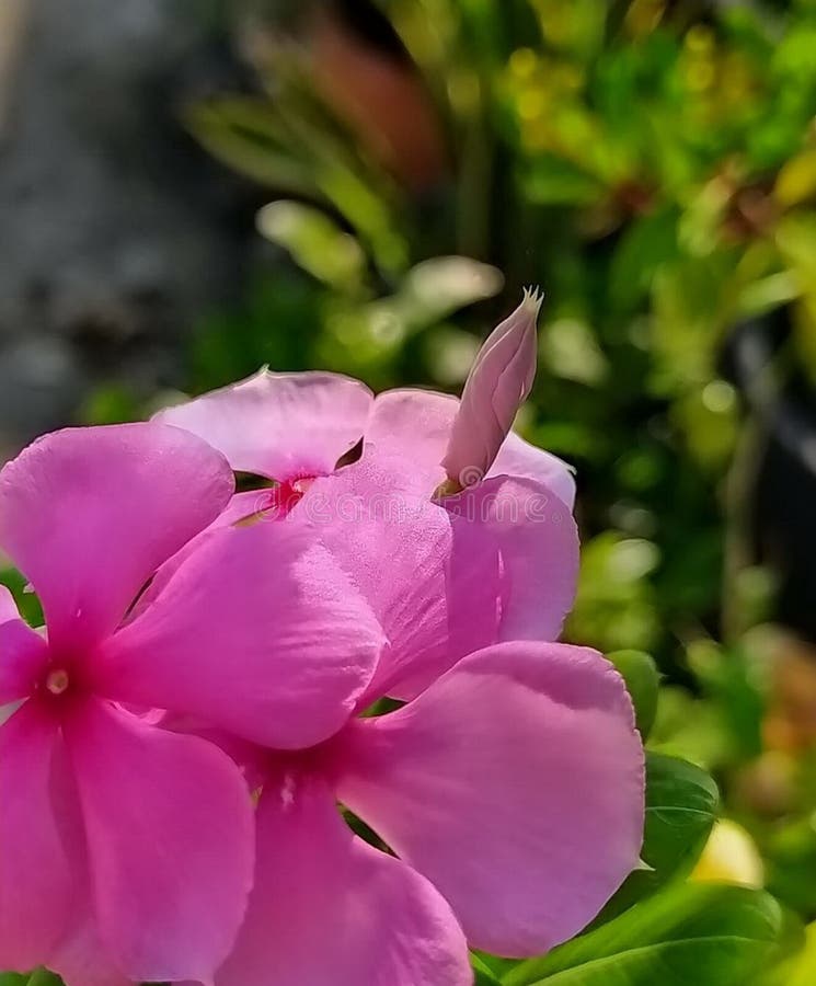 Close-up of Pink Flowers, Buds, Lovely, Sunlight, Beautiful, Wonderful ...