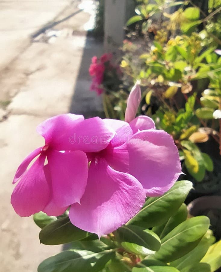 Close-up of Pink Flowers, Buds, Lovely, Sunlight, Beautiful, Wonderful ...