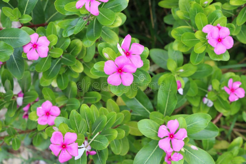 Cayenne Jasmine Pink Blossom Flowers in the Garden Stock Photo - Image ...