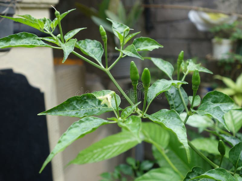 Close up of cayenne paper stock image. Image of tree - 204546893