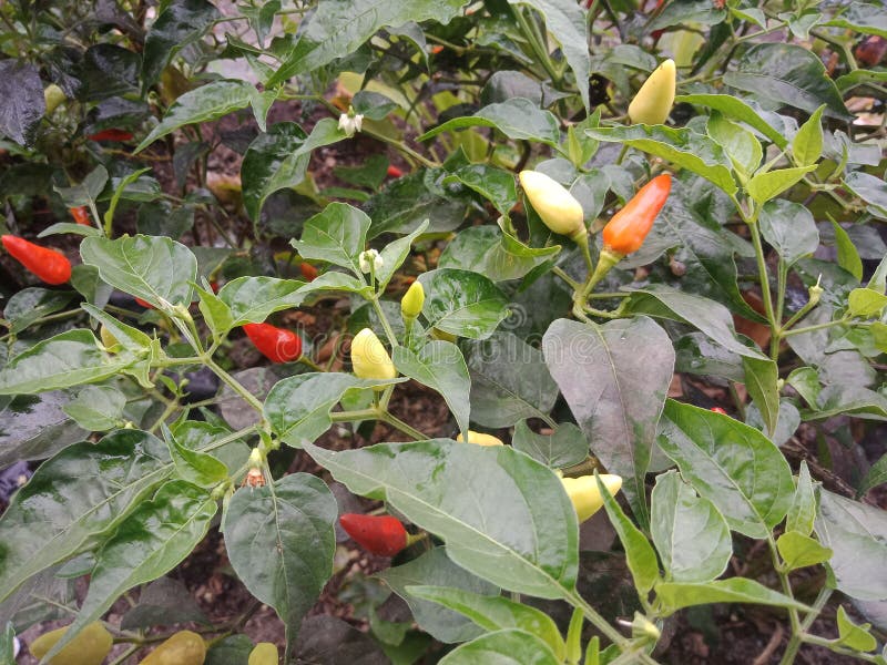 Cayenne Pepper (Capsicum Frutescens) in the Garden Stock Photo - Image ...