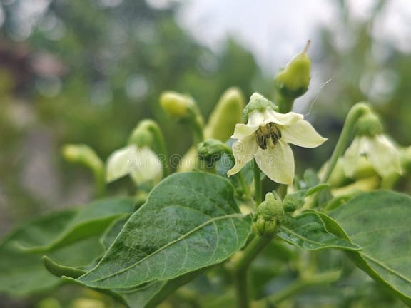 Cayenne Pepper Flower in Front of the House Stock Image - Image of ...