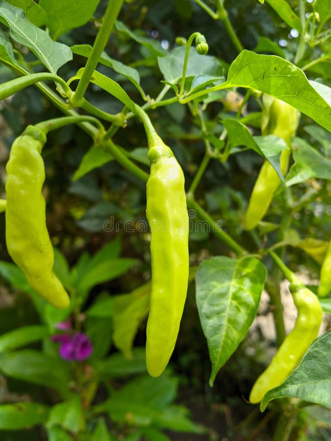 Cayenne Pepper in the Fruit Garden and a Member of the Genus Capsicum ...