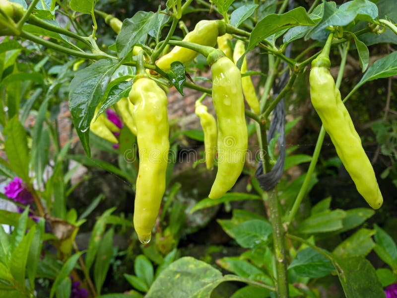 Cayenne Pepper in the Fruit Garden and a Member of the Genus Capsicum ...
