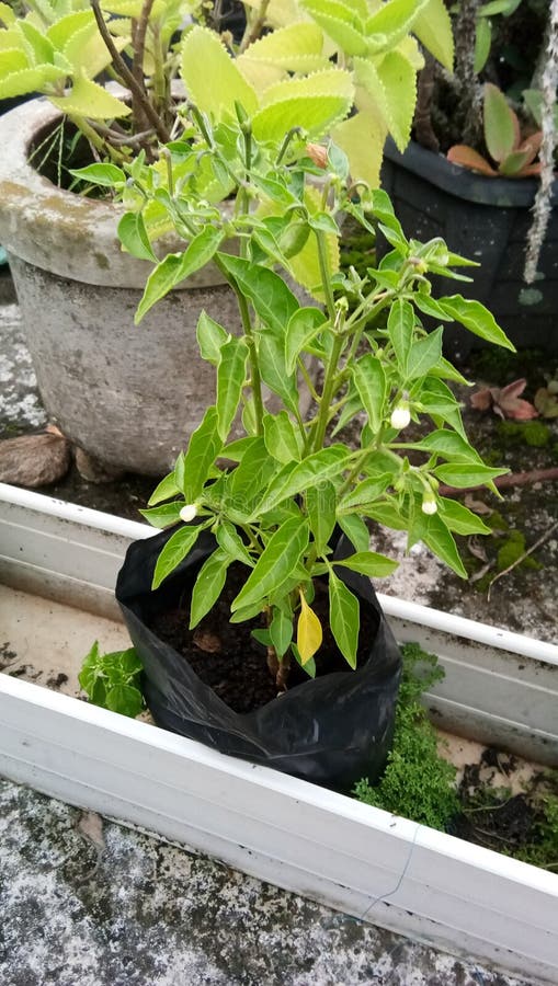 Plant Cayenne Pepper Trees in Pots in Front of the House Stock Image ...