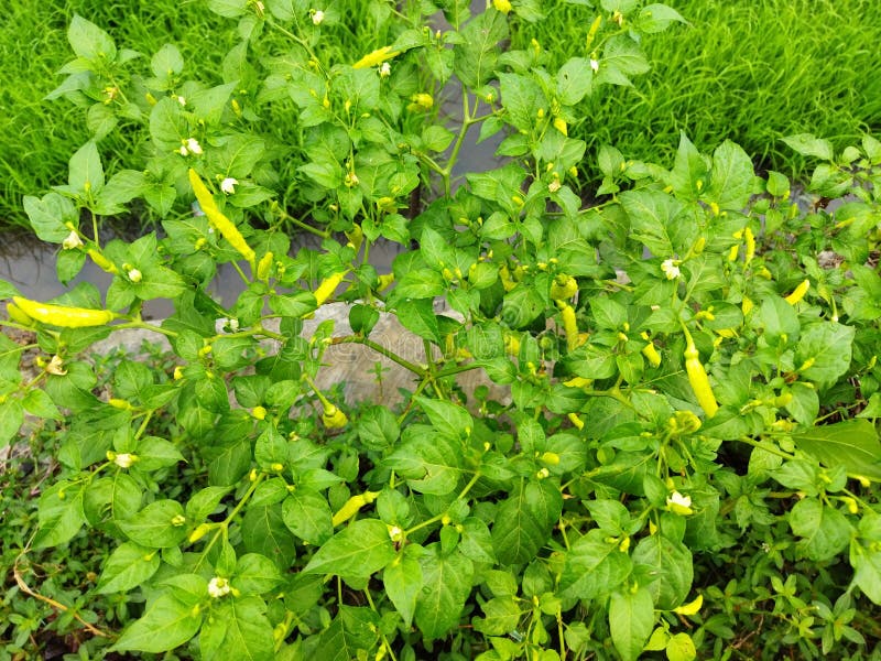 Cayenne pepper photo stock photo. Image of cayenne, green - 262396034