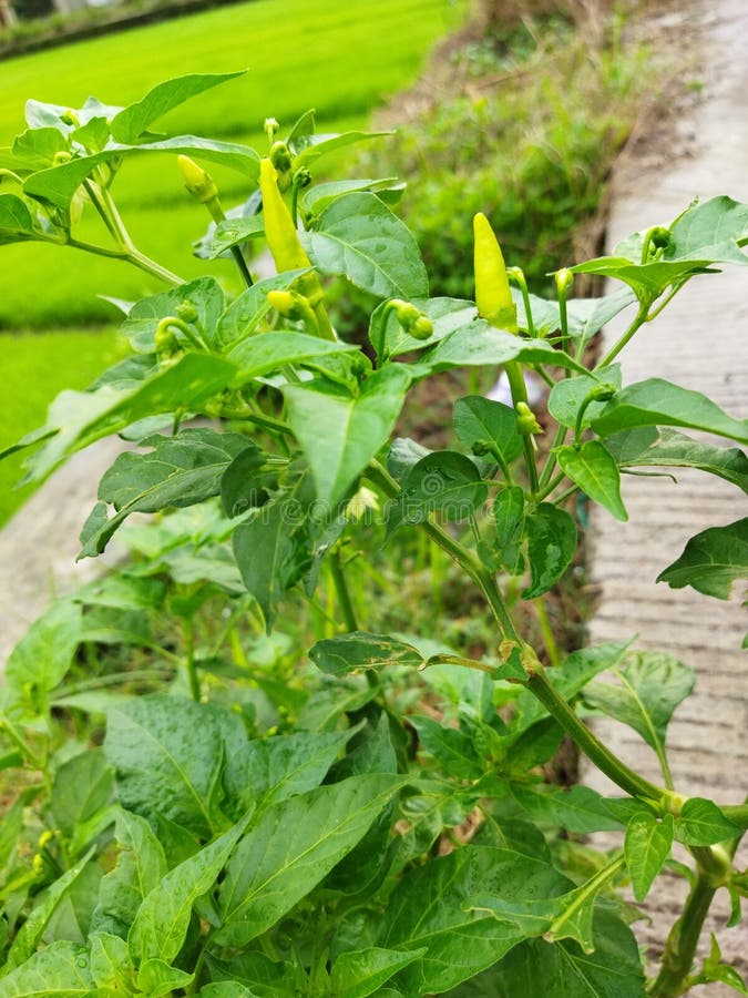 Cayenne pepper photo stock image. Image of herb, flower - 262396177