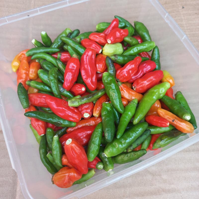 Cayenne Pepper is a Horticultural Plant of a Type of Vegetable that Has ...