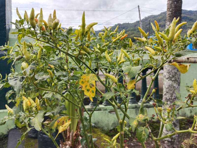 Cayenne Pepper, Including the Type of Hot Chili. Stock Image - Image of ...