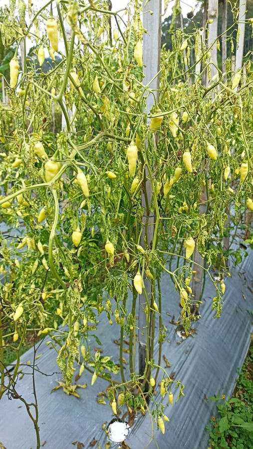 Cayenne Pepper Plants are Affected by the Phytoptora Bacterial Fungus ...