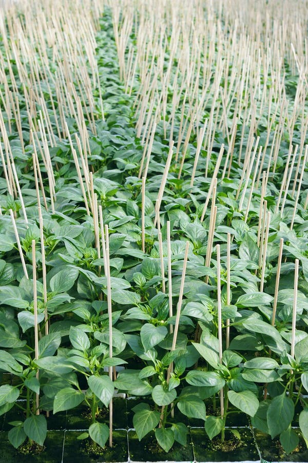 603 Capsicum Seedlings Stock Photos - Free & Royalty-Free Stock Photos ...