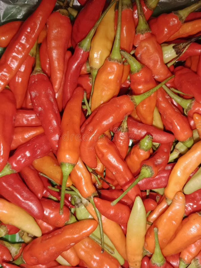 Cayenne Pepper Taster Very Spicy Stock Image - Image of taster, spic ...