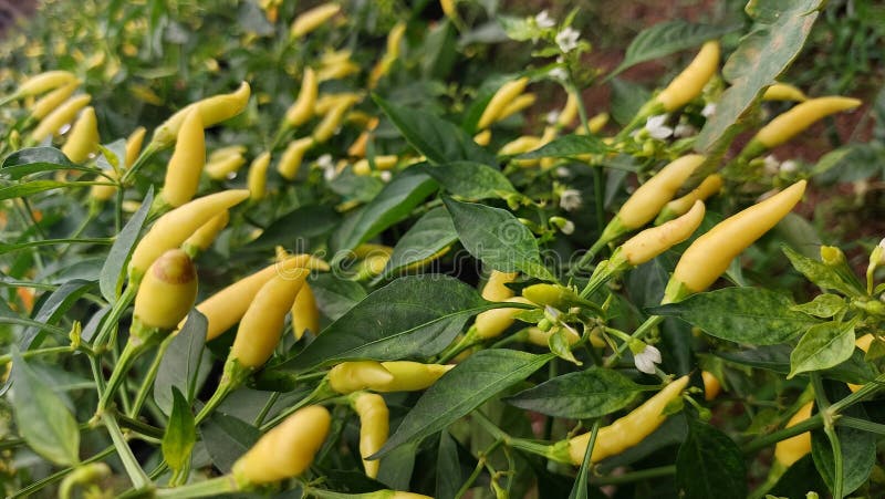 Cayenne Pepper that Thrives on the Tree. Usually Used As an Additional ...
