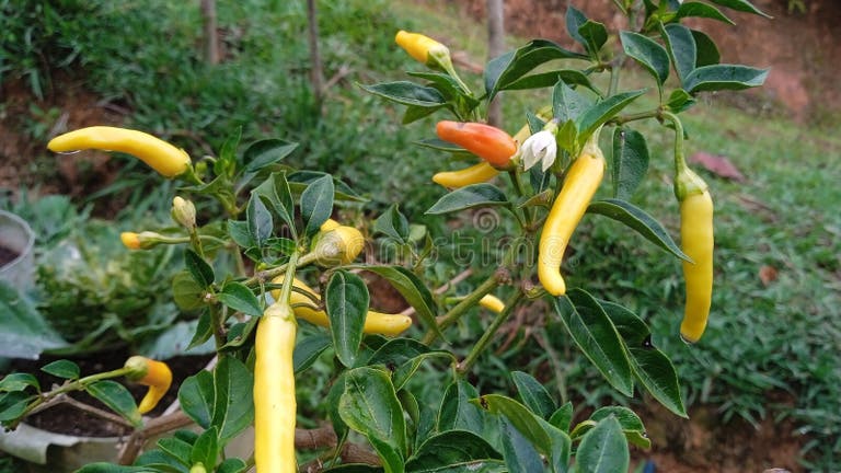 Cayenne Pepper Trees that Thrive in the Fields Look Attractive Stock ...