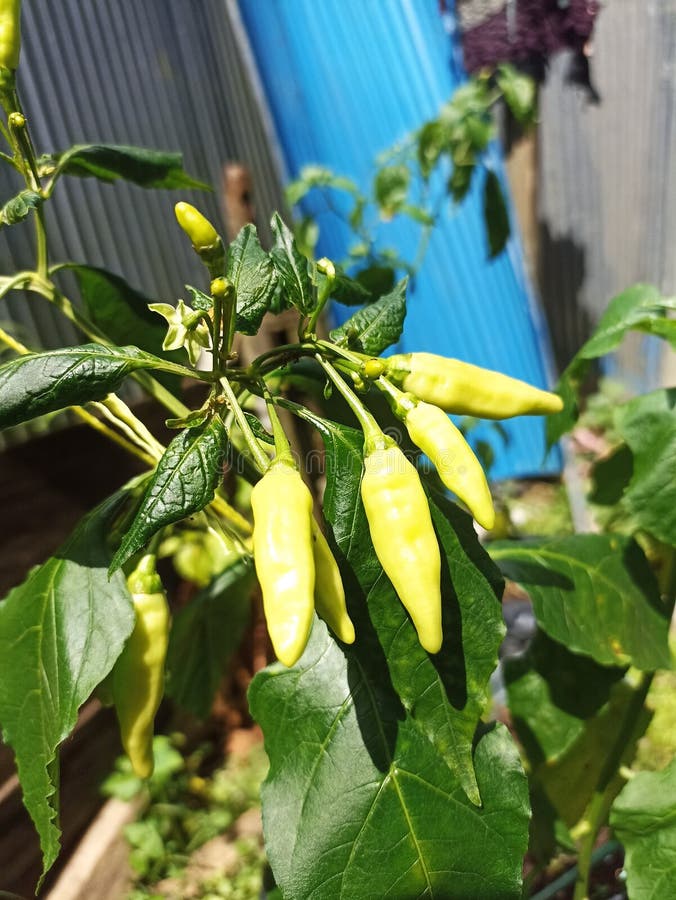 Cayenne Pepper Very Hot Chilli Stock Photo - Image of pepper, green ...