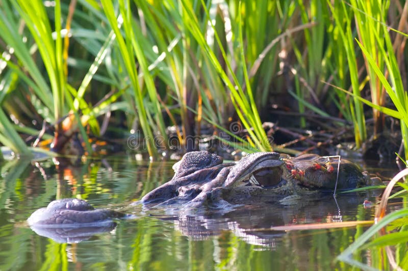 Cayman in Reeds in Bolivia stock image. Image of nature - 41310773