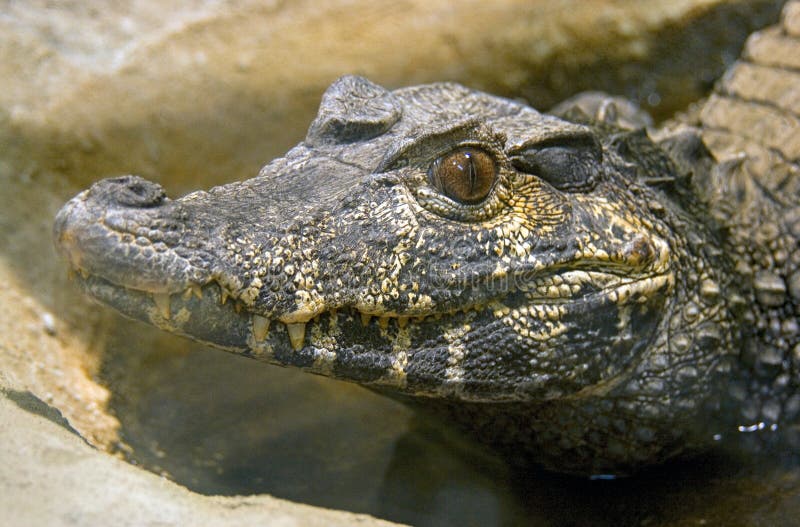 Cayman stock image. Image of reptile, alligator, jungle - 39338301