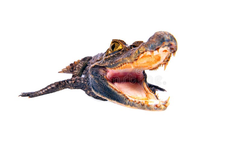 Cayman crocodile stock image. Image of teeth, carnivorous - 45960781