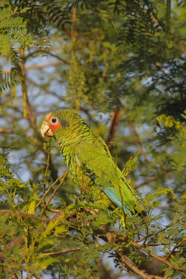 Cayman Parrot Perched in a Tree Stock Photo - Image of nature, green ...
