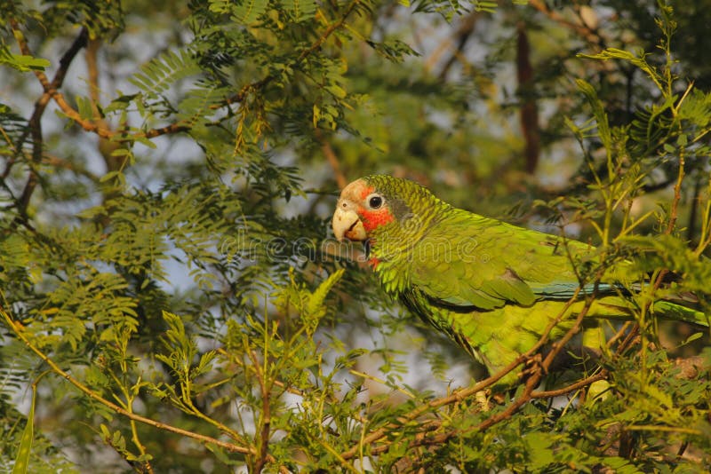 Cayman Parrot Perched in a Tree Stock Image - Image of feathers, warm ...