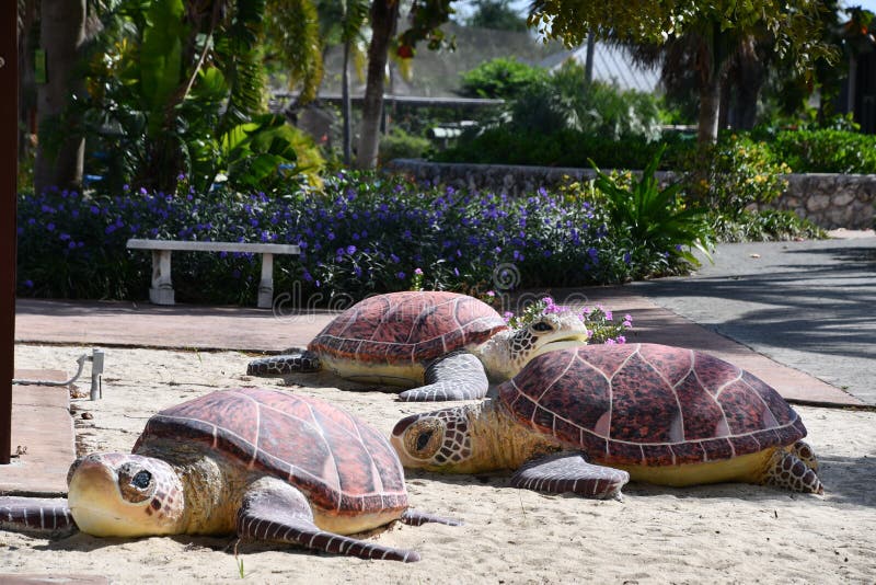 Cayman Turtle Centre in West Bay on the Cayman Islands Editorial Stock ...