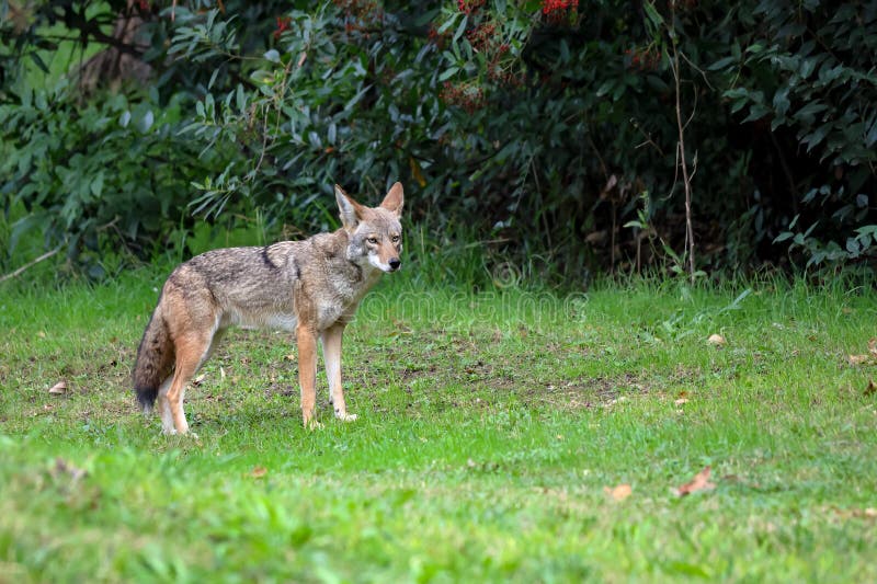 Cayote at a local park stock image. Image of nature - 365151535