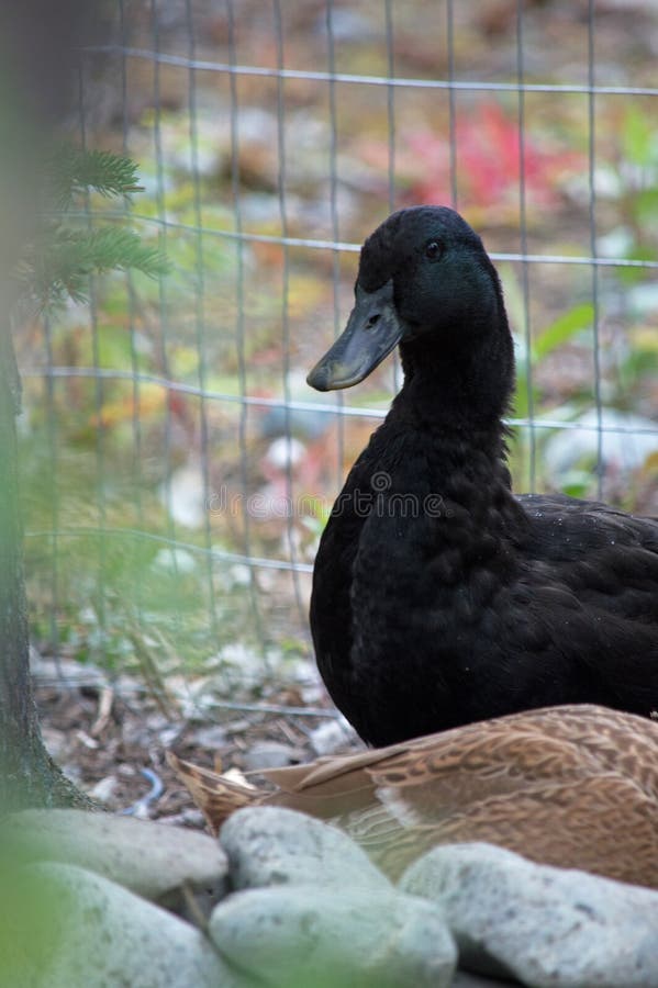Cayuga Duck Pet fotografering för bildbyråer. Bild av ägg - 117039649