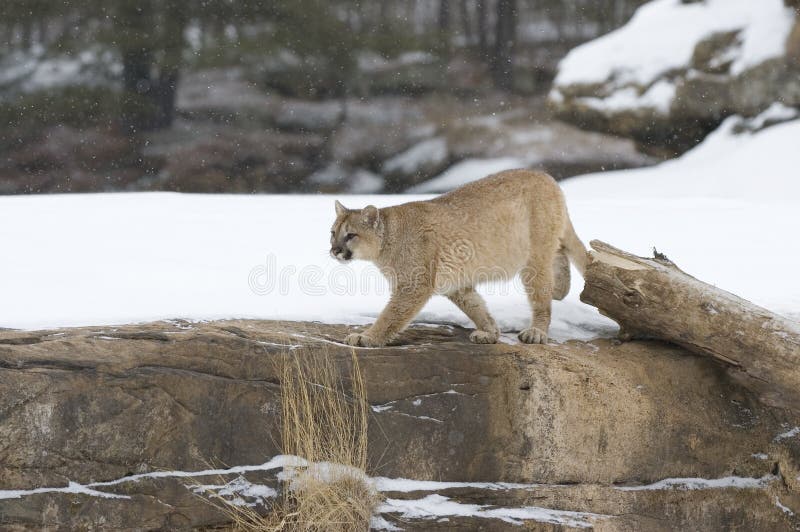 Caza del puma foto de archivo. Imagen de cubo, salvaje - 17023914