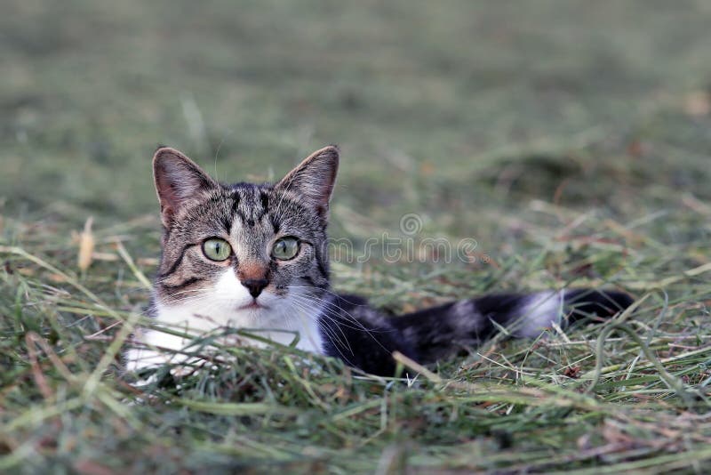 Caza del ratón imagen de archivo. Imagen de instinto - 25620911