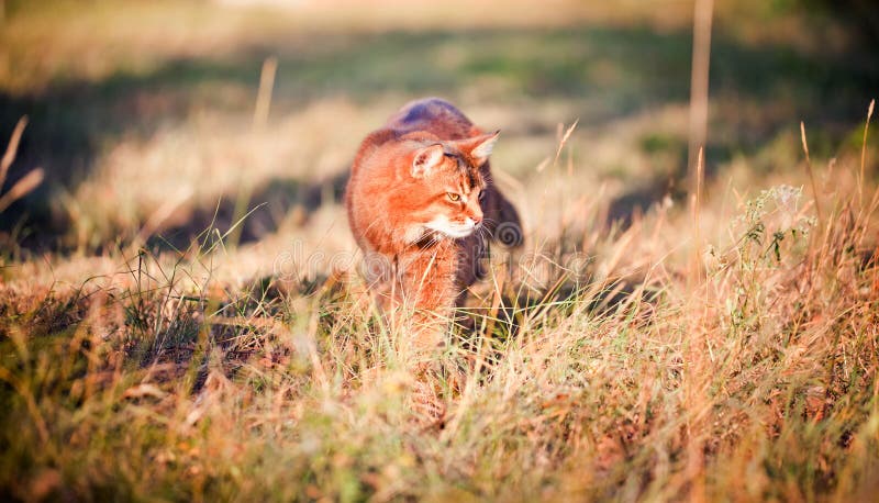 34,499 Gato Cazando Fotos de stock - Fotos libres de regalías de Dreamstime