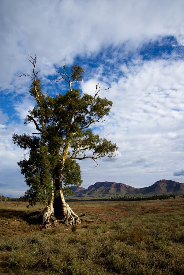 Cazneaux Tree - Flinders Ranges Stock Photo - Image of landscape, grass ...