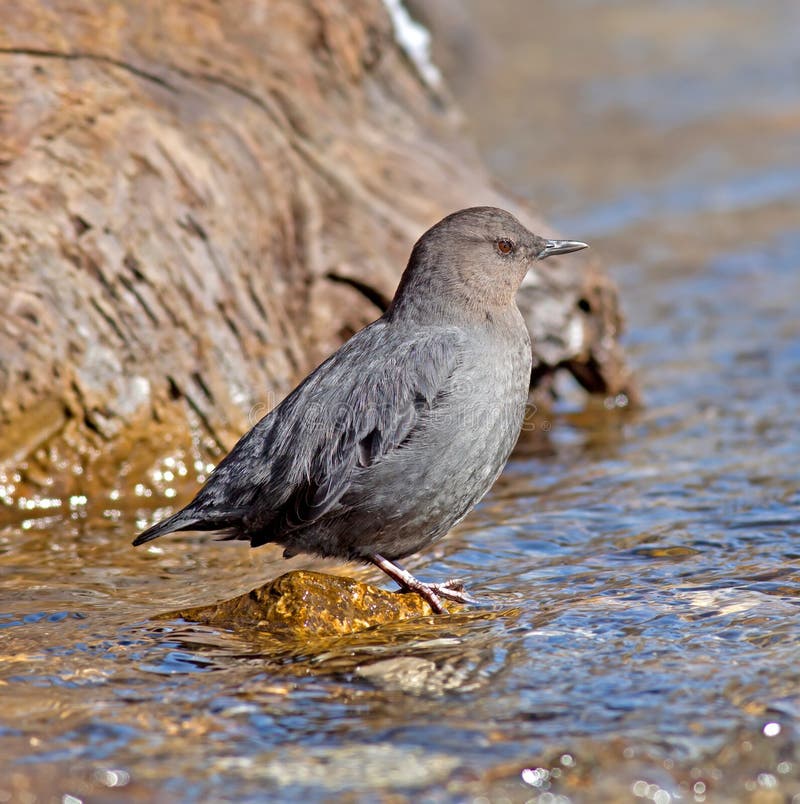 Cazo americano imagen de archivo. Imagen de cucharones - 30340191
