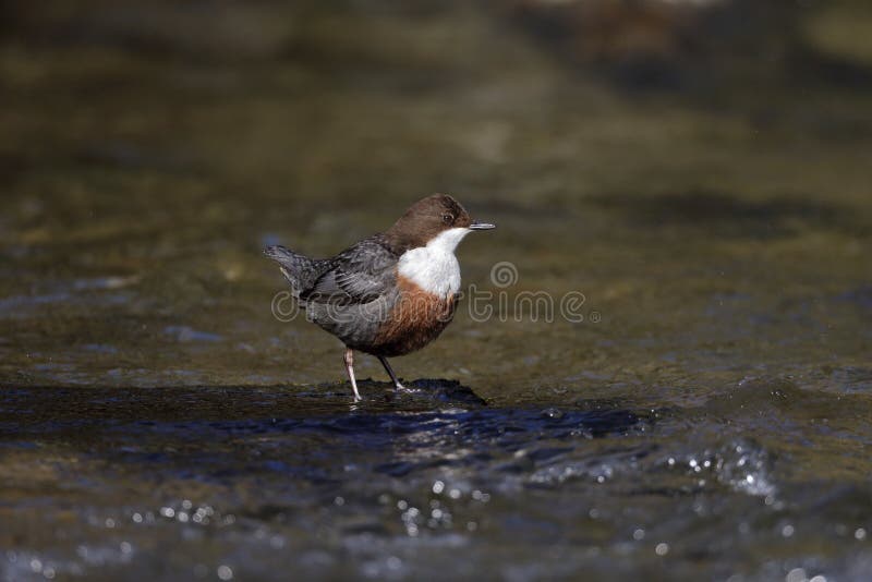 Cazo, cinclus del Cinclus, foto de archivo. Imagen de animal - 39433806