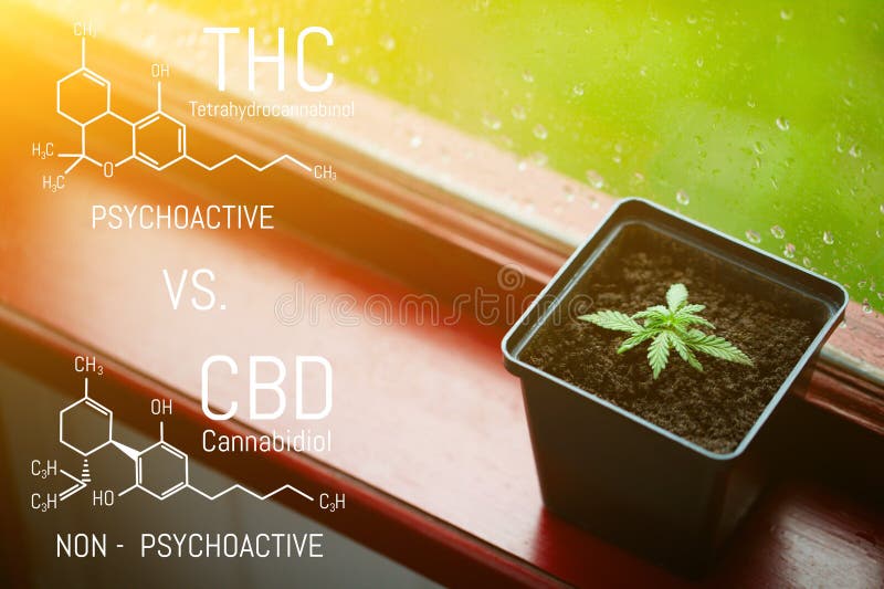 CBD Cannabidiol - THC Tetrahydrocannabinol Cannabis Chemical Formula ...