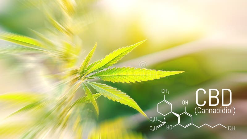 CBD Chemical Formula. Structural Model of Cannabidiol Molecule Stock ...