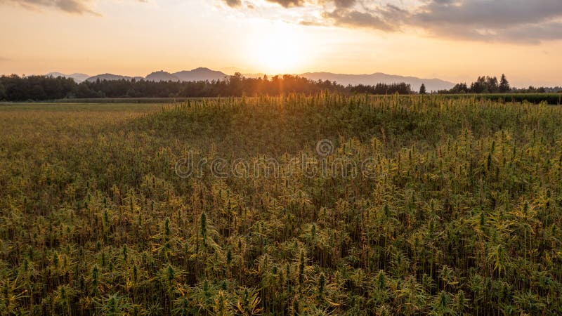 CBD farm field at sunset stock photo. Image of legal - 260224954