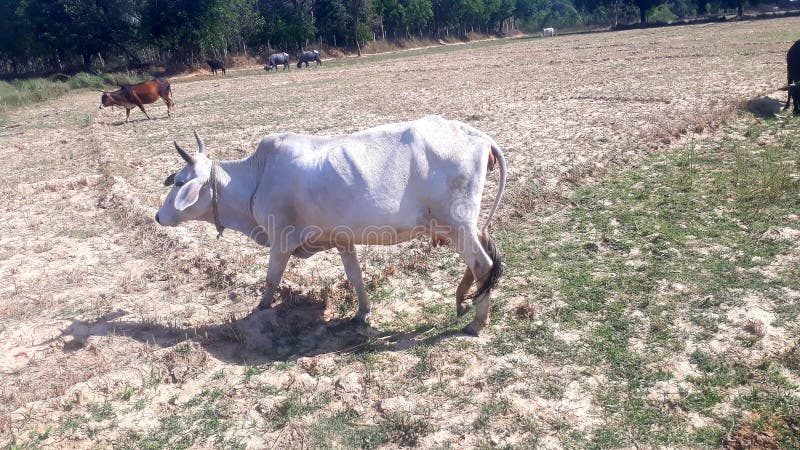 Cow Whait Red Cow Ox Bail Filled Nature Background Beautiful Natural ...
