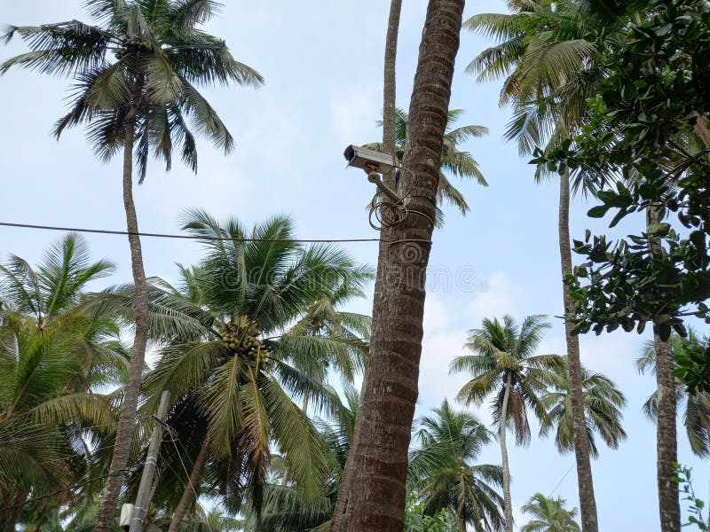 CCTV Camera Set on a Coconut Tree is an Unconventional but Effective ...